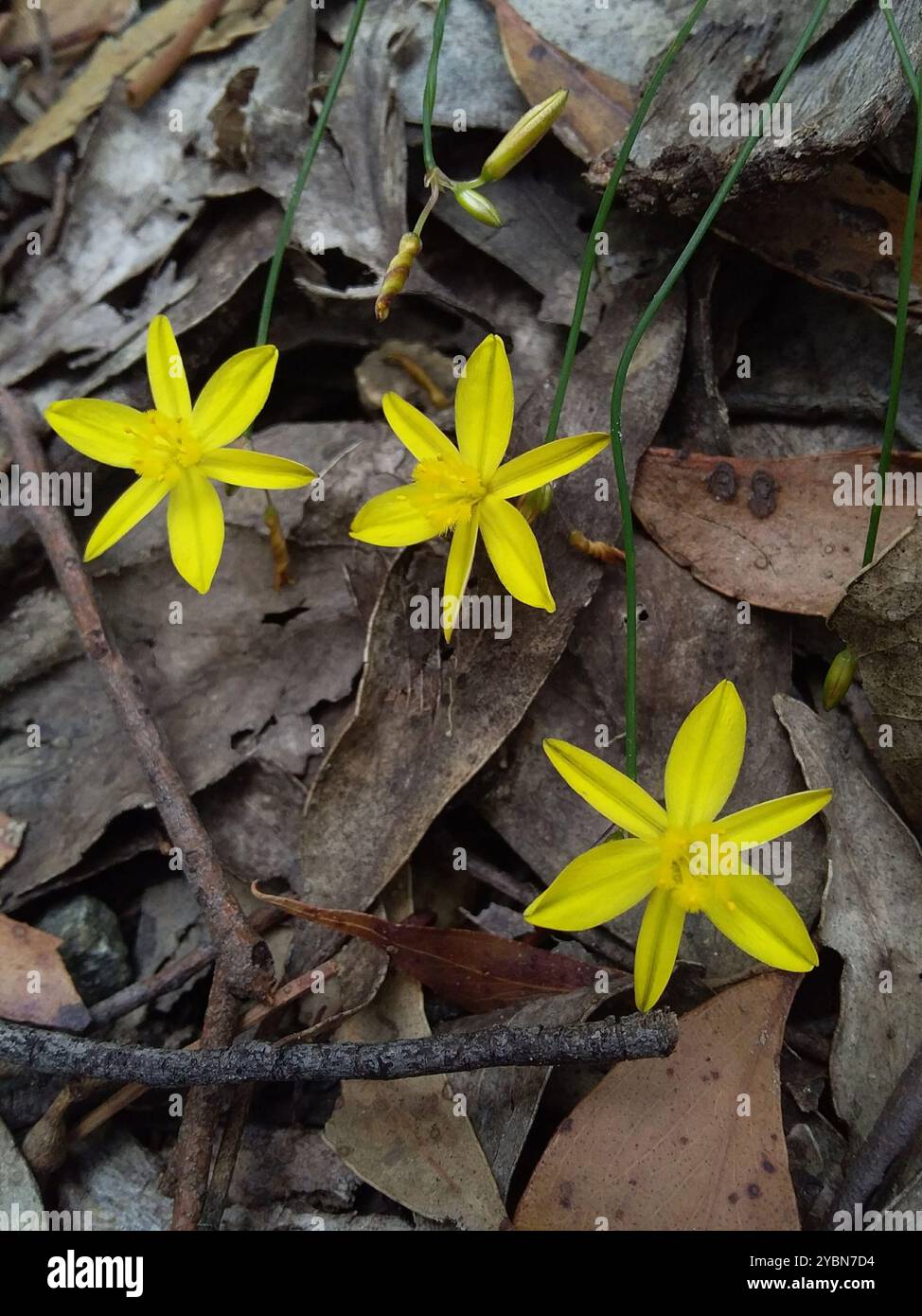 yellow rush-lily (Tricoryne elatior) Plantae Stock Photo - Alamy