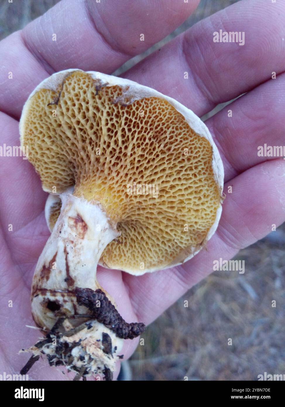 Deceptive Jack (Suillus decipiens) Fungi Stock Photo - Alamy