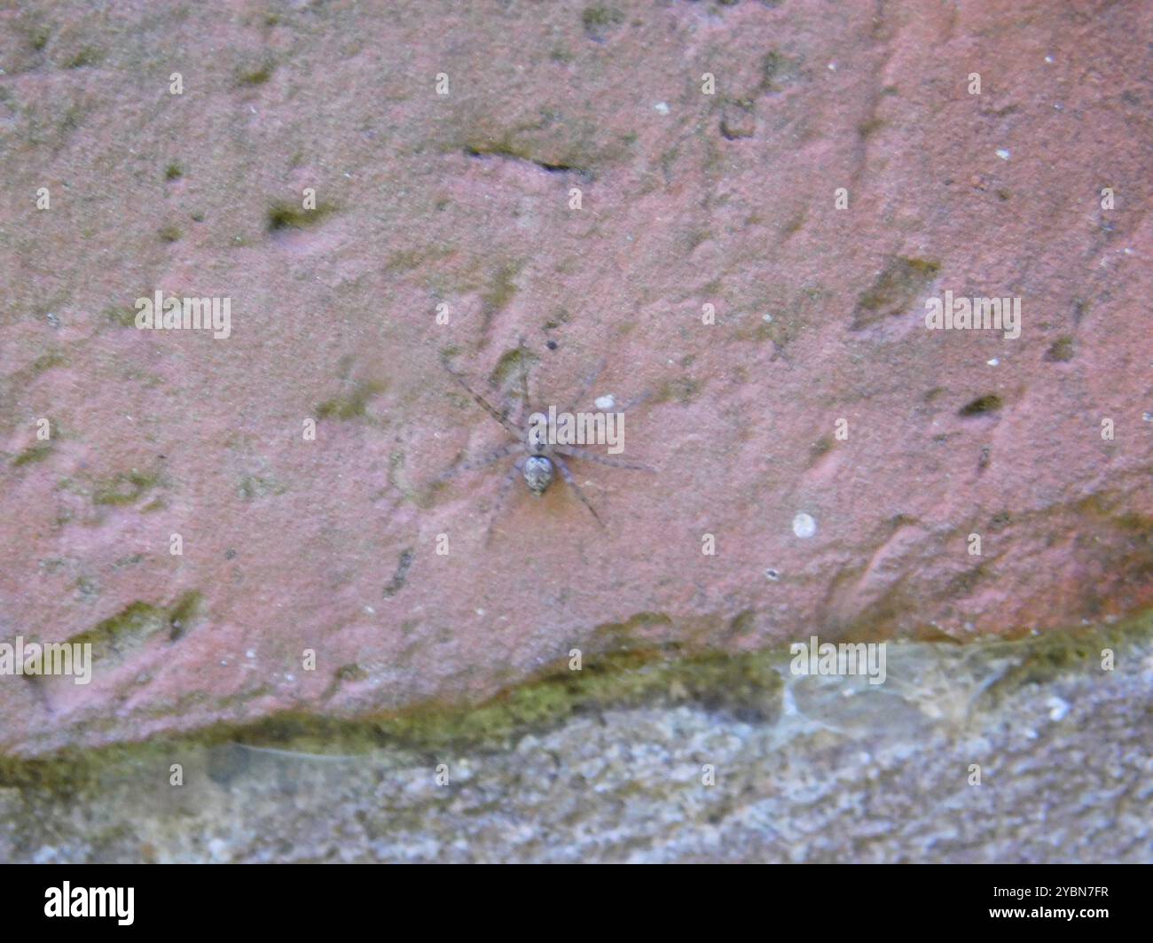 Oecobius navus hi-res stock photography and images - Alamy