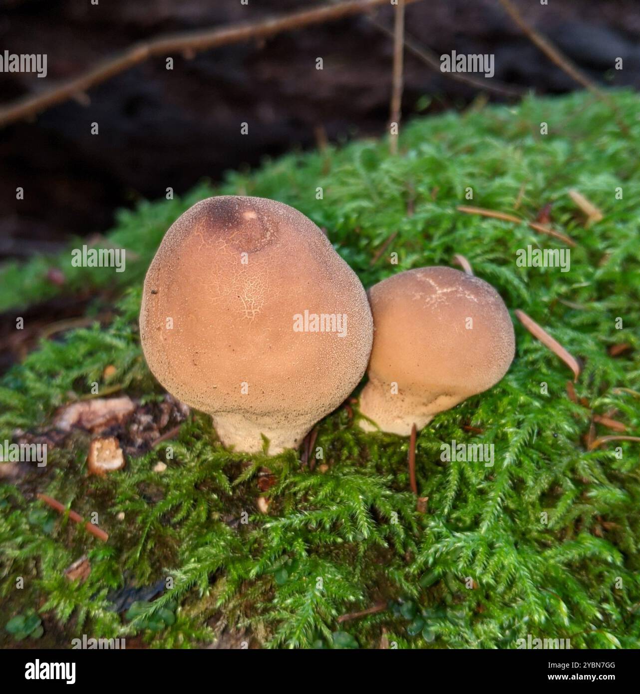 Pear-shaped Puffball (Apioperdon pyriforme) Fungi Stock Photo - Alamy