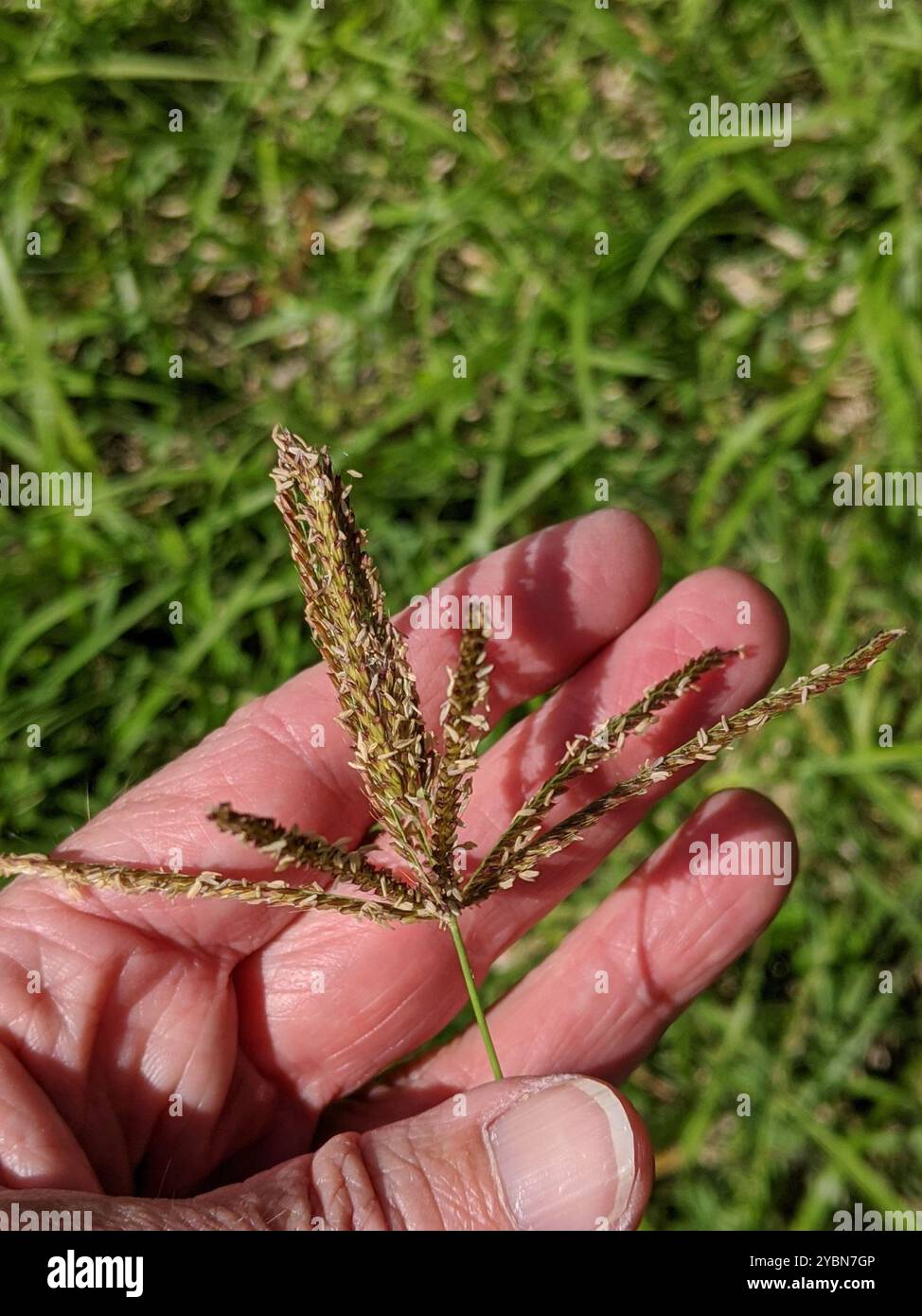 Rhodes Grass (Chloris gayana) Plantae Stock Photo - Alamy