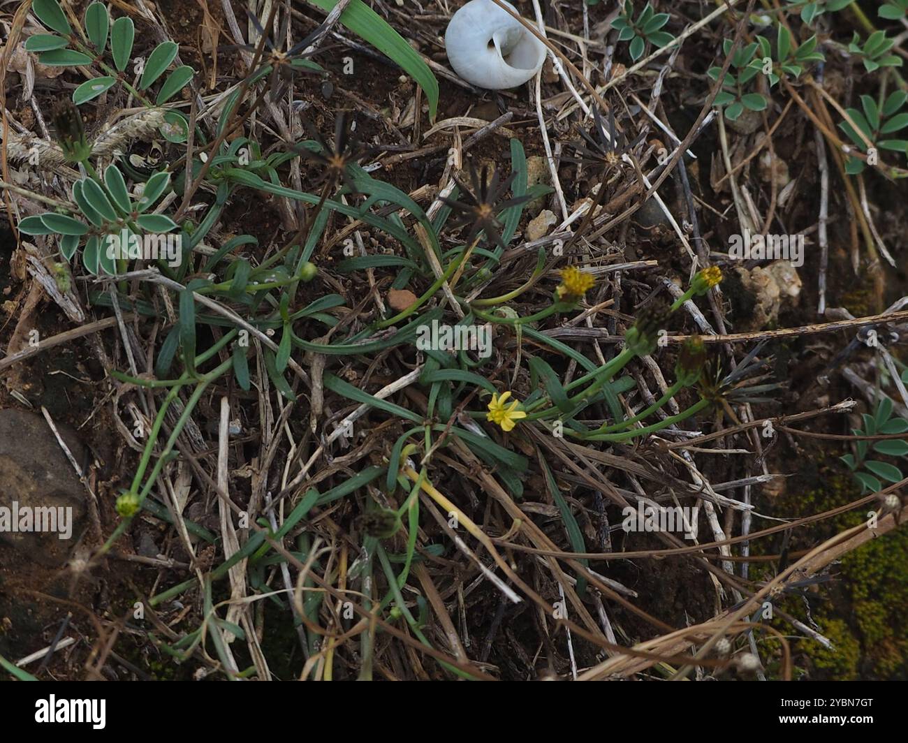 native cobbler's pegs (Glossocardia bidens) Plantae Stock Photo - Alamy
