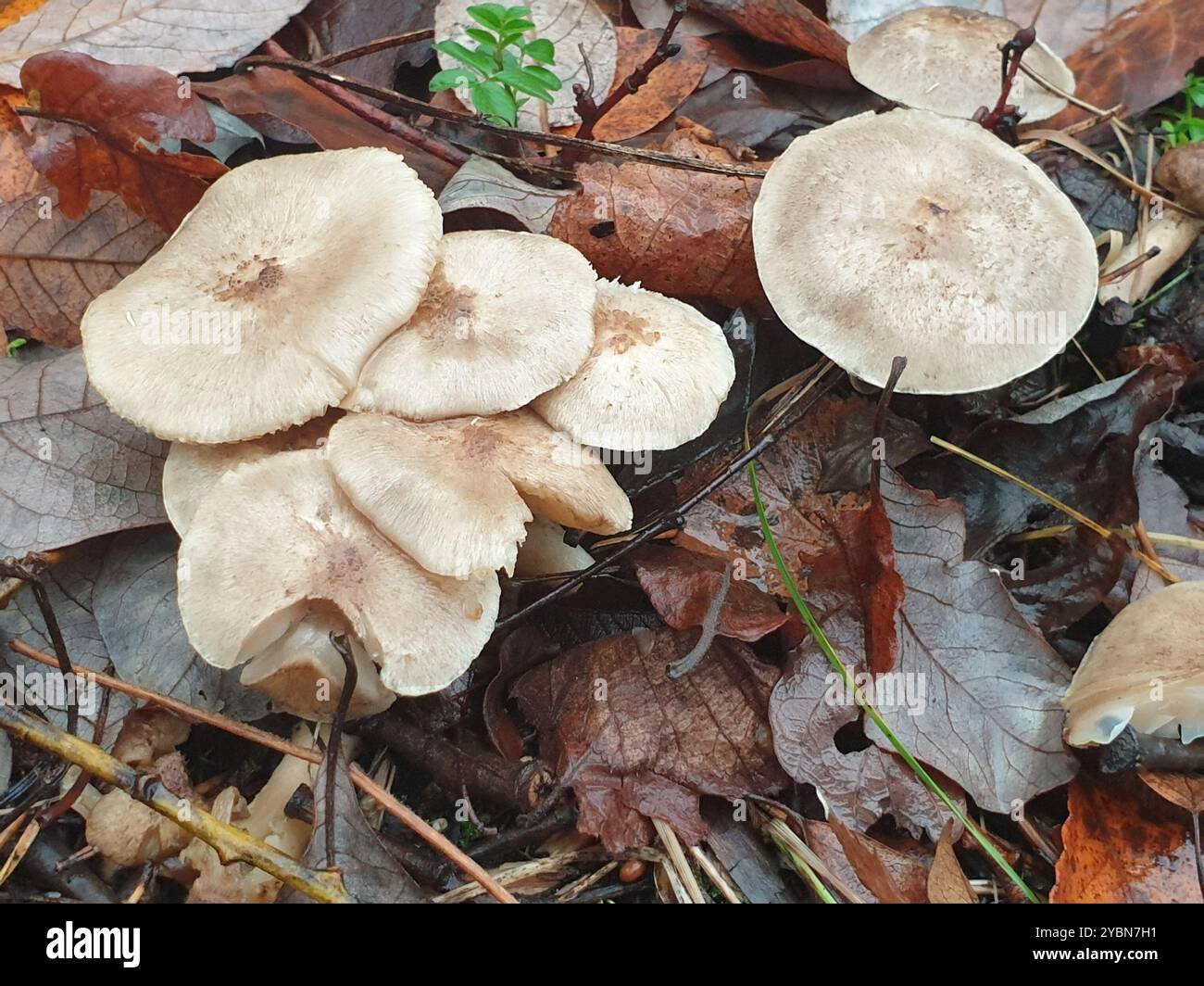 (Tricholoma cingulatum) Fungi Stock Photo - Alamy