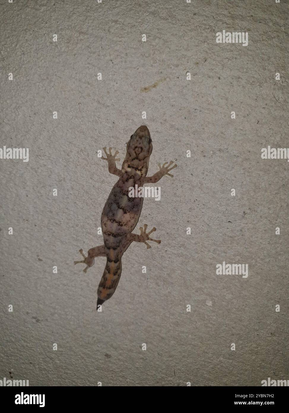 Southern Marbled Gecko (Christinus marmoratus) Reptilia Stock Photo - Alamy