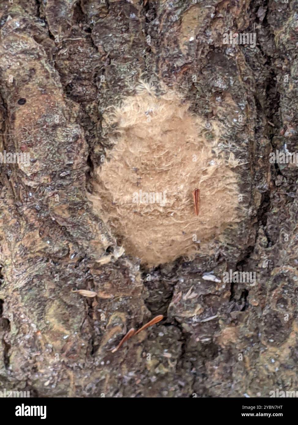 Spongy Moth (Lymantria dispar) Insecta Stock Photo - Alamy