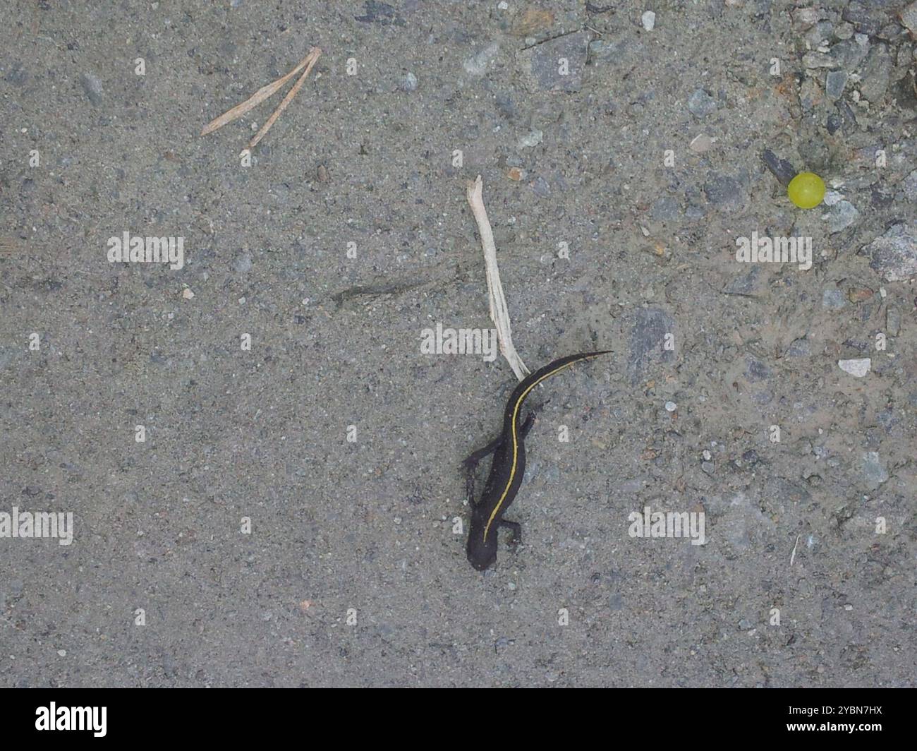 Italian Crested Newt (Triturus carnifex) Amphibia Stock Photo - Alamy