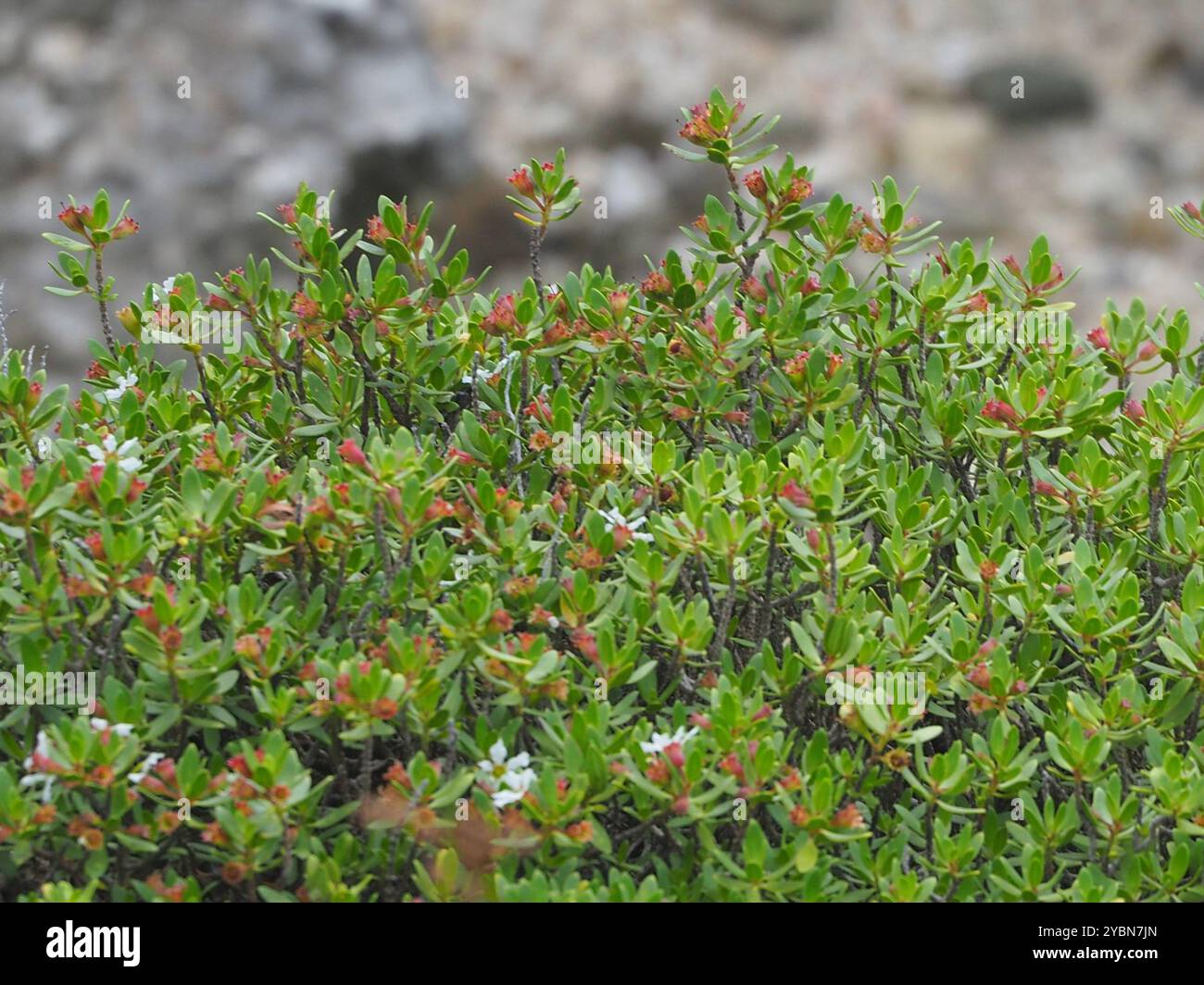 Pemphis hi-res stock photography and images - Alamy