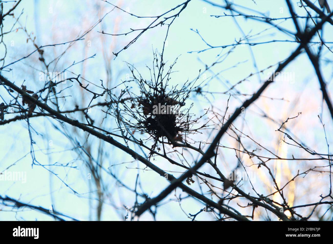 Birch Witch's-broom (Taphrina betulina) Fungi Stock Photo - Alamy