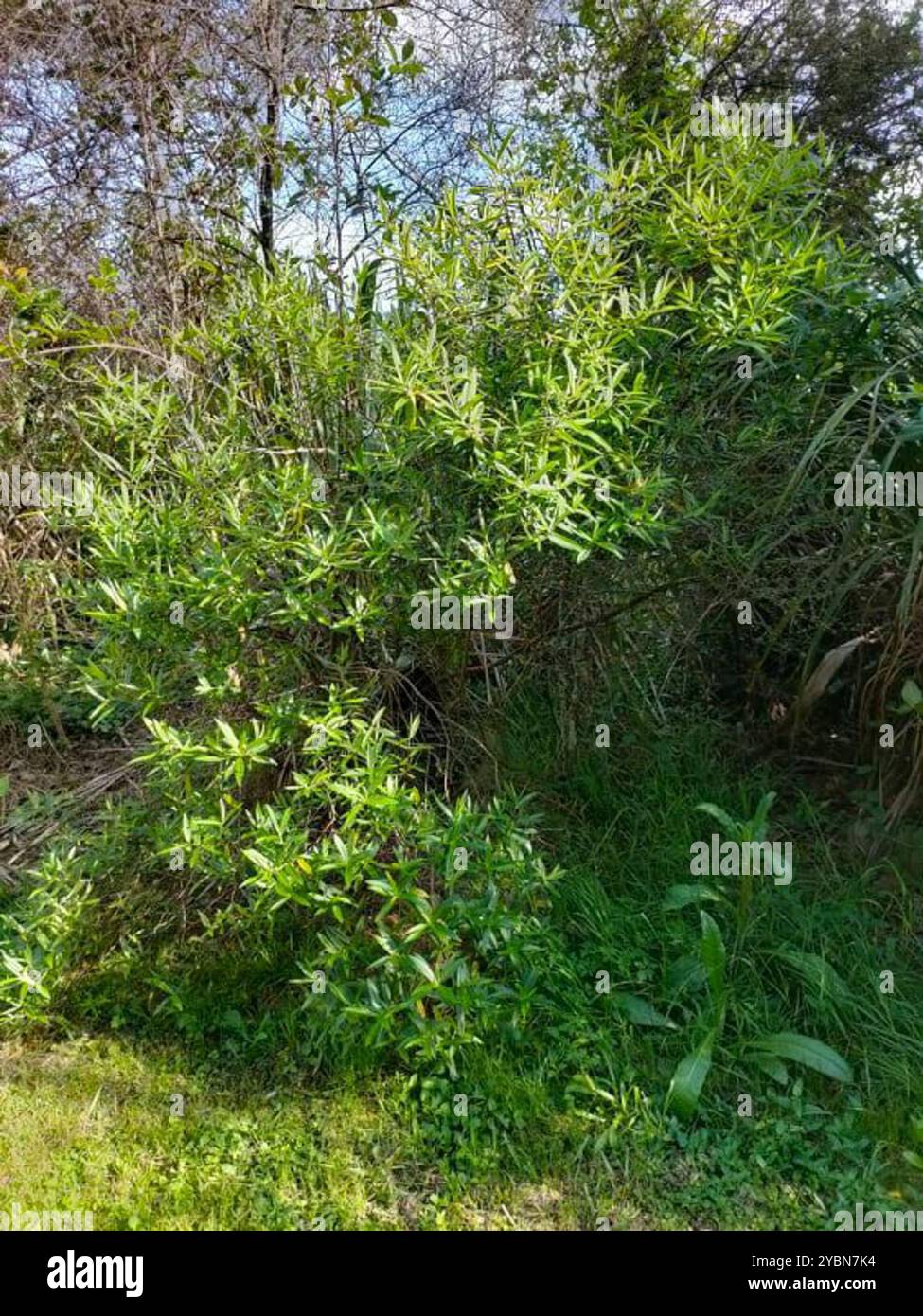 Koromiko (Veronica stricta) Plantae Stock Photo - Alamy