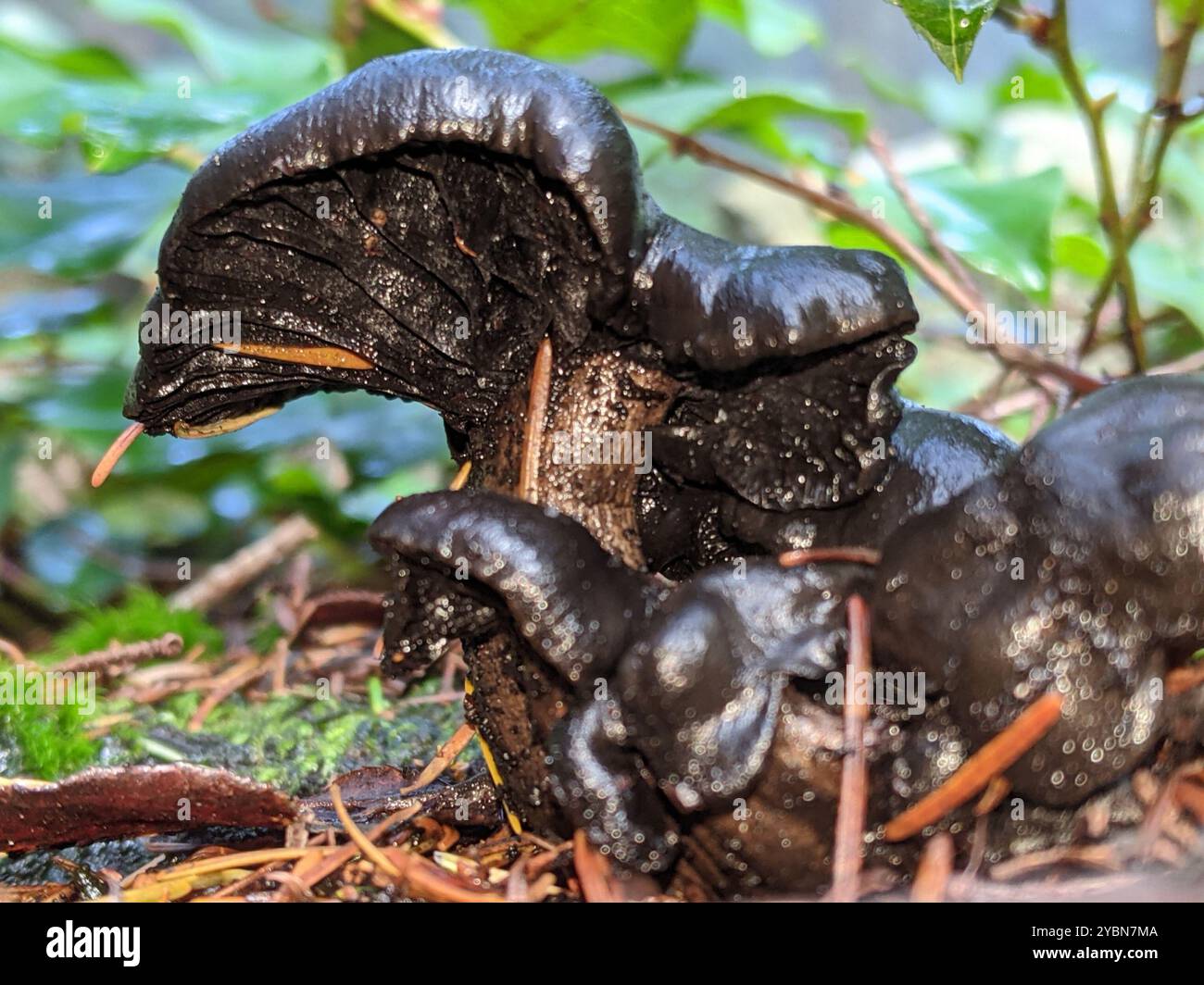 Blackening Brittlegill (Russula nigricans) Fungi Stock Photo - Alamy