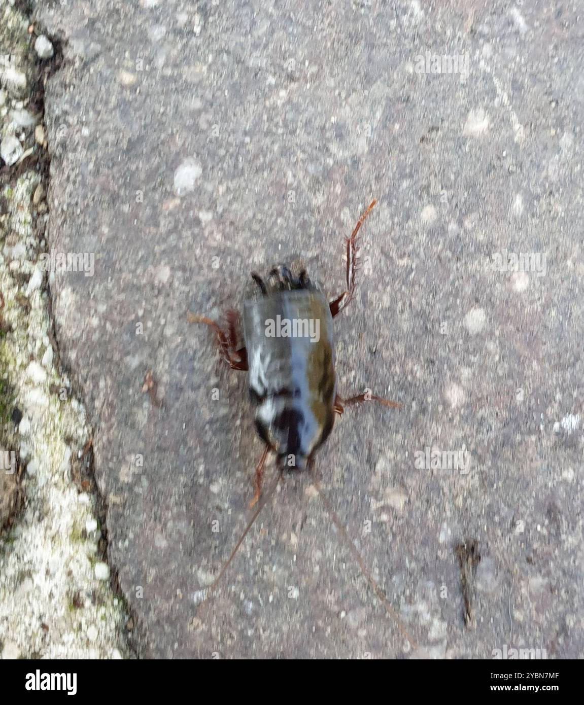 Oriental Cockroach (Blatta orientalis) Insecta Stock Photo - Alamy