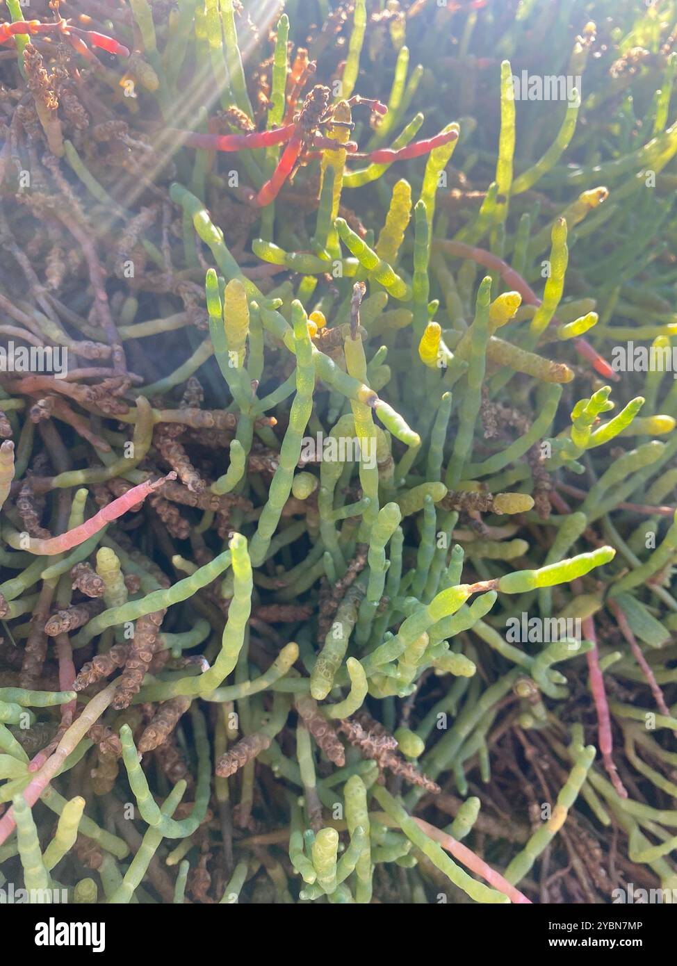 Pacific Glasswort (Salicornia pacifica) Plantae Stock Photo - Alamy