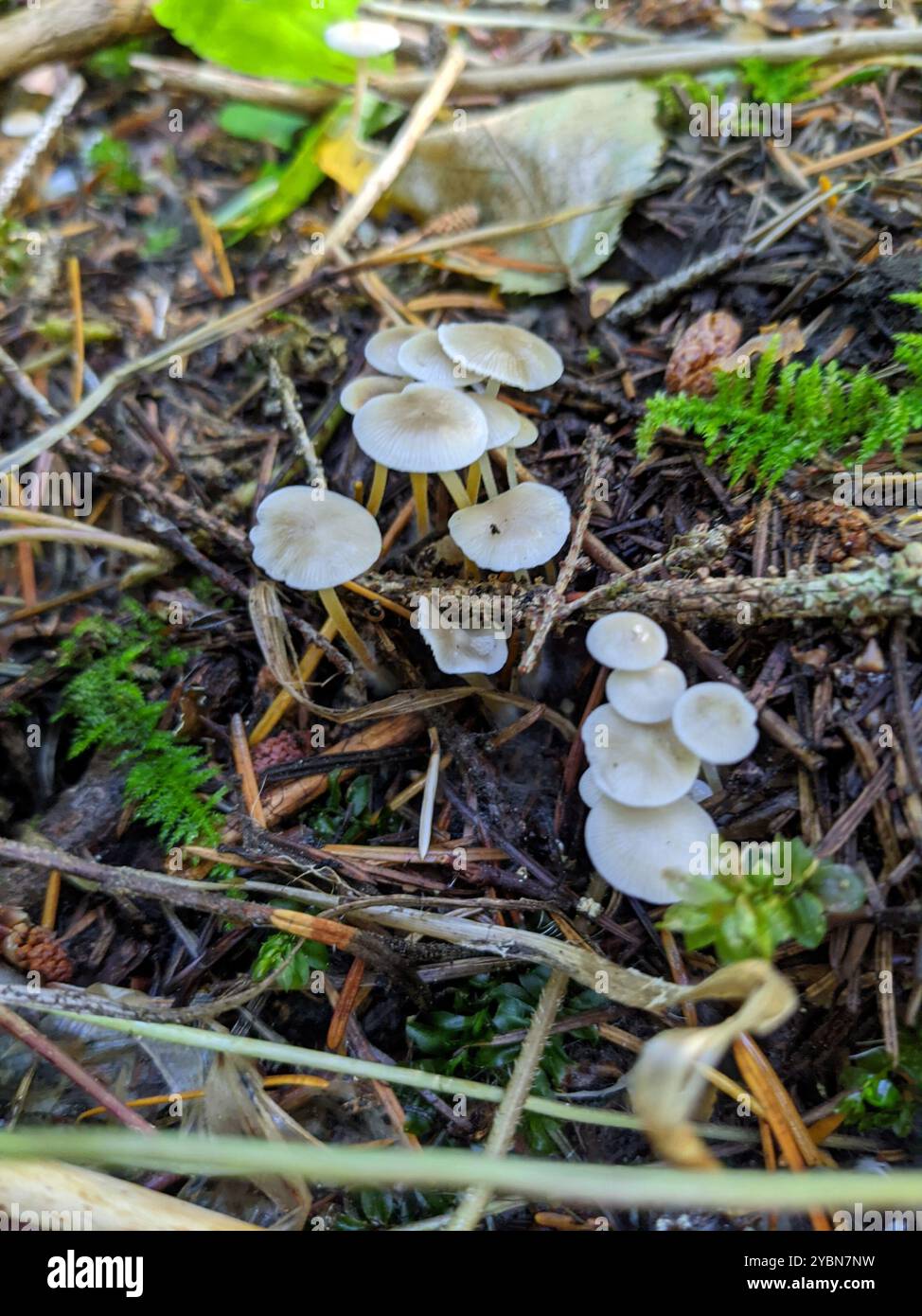 Fir-Cone Mushroom (Strobilurus trullisatus) Fungi Stock Photo - Alamy