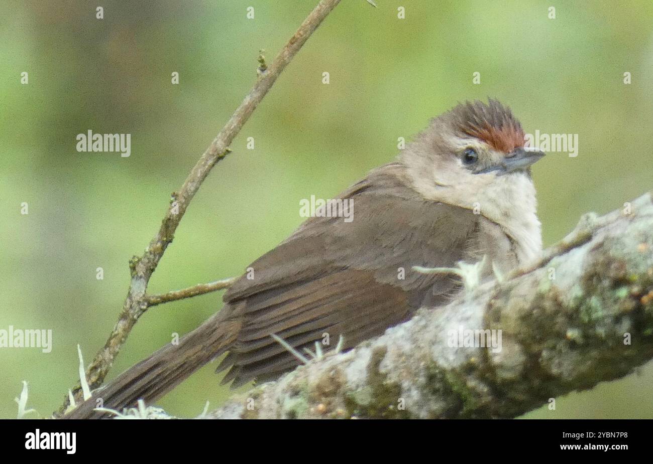 Rufous-fronted Thornbird (Phacellodomus rufifrons) Aves Stock Photo - Alamy