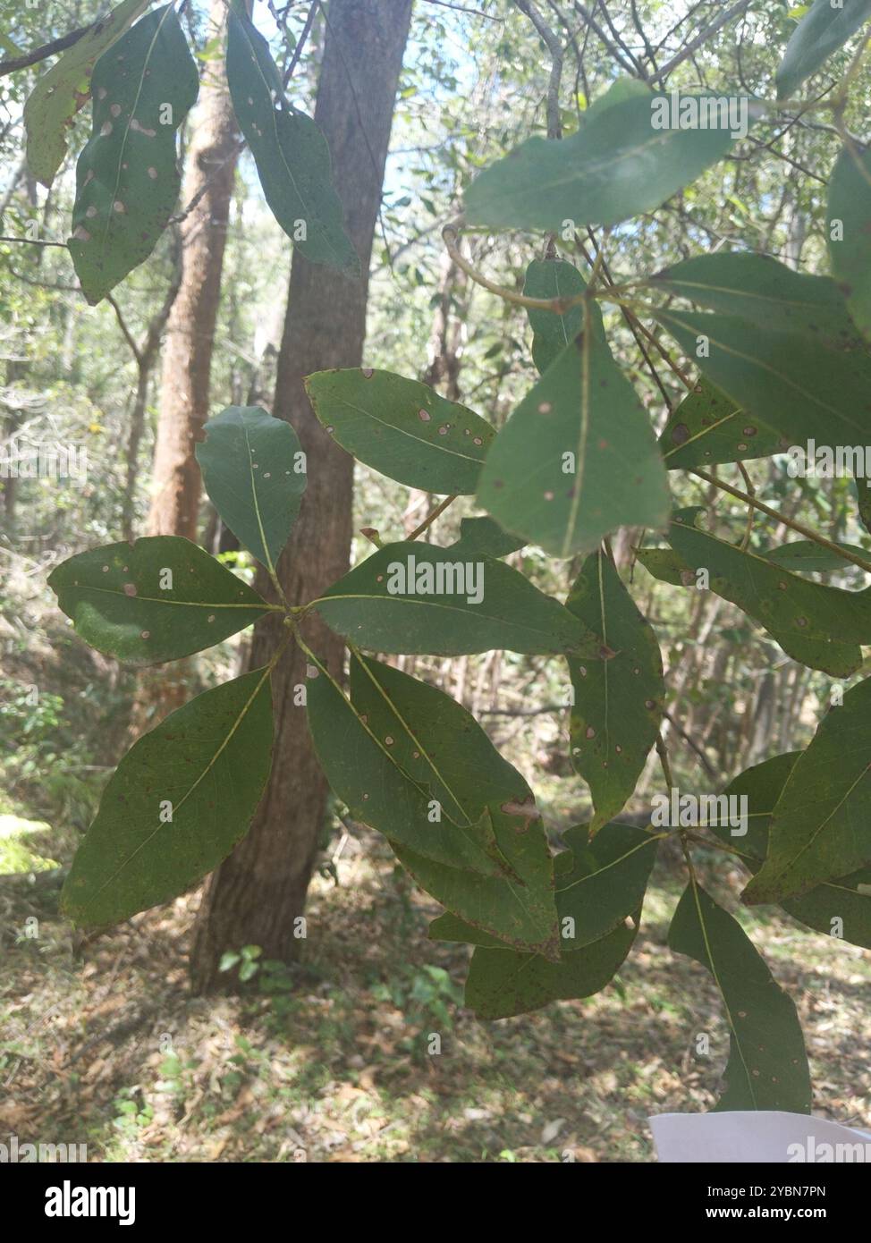 Brush Box (Lophostemon confertus) Plantae Stock Photo - Alamy