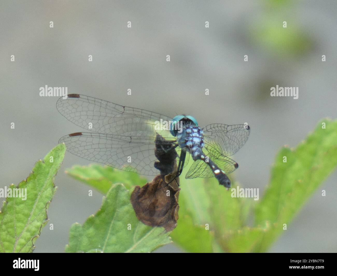 Spine-bellied Dryad (Nephepeltia phryne) Insecta Stock Photo - Alamy