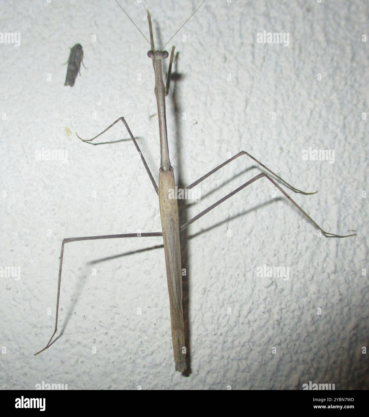 African Stick Mantises (Hoplocorypha) Insecta Stock Photo - Alamy