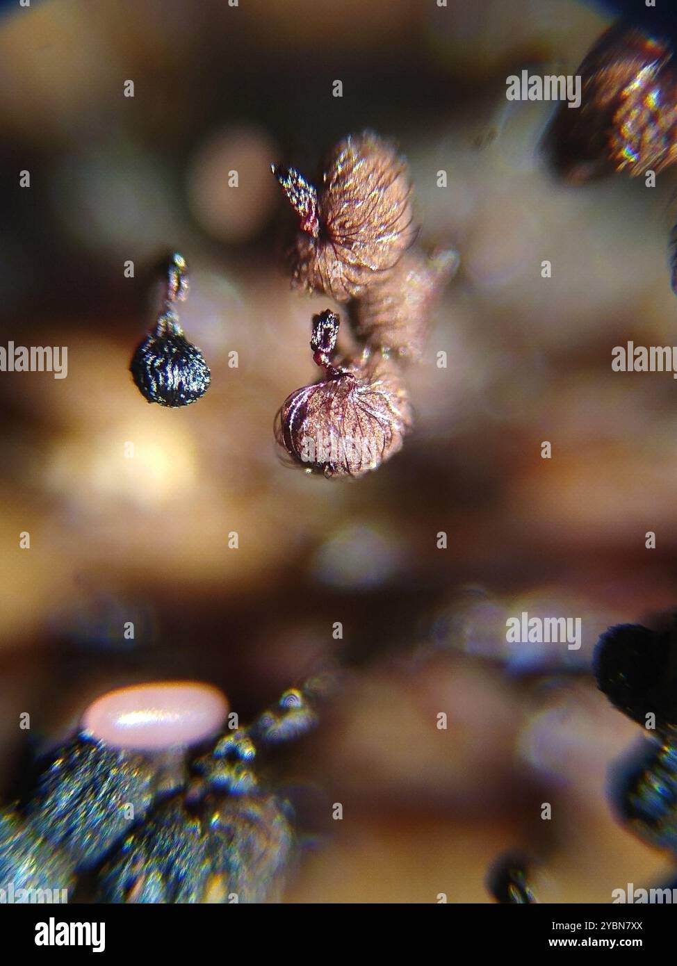 (Cribraria cancellata) Protozoa Stock Photo - Alamy
