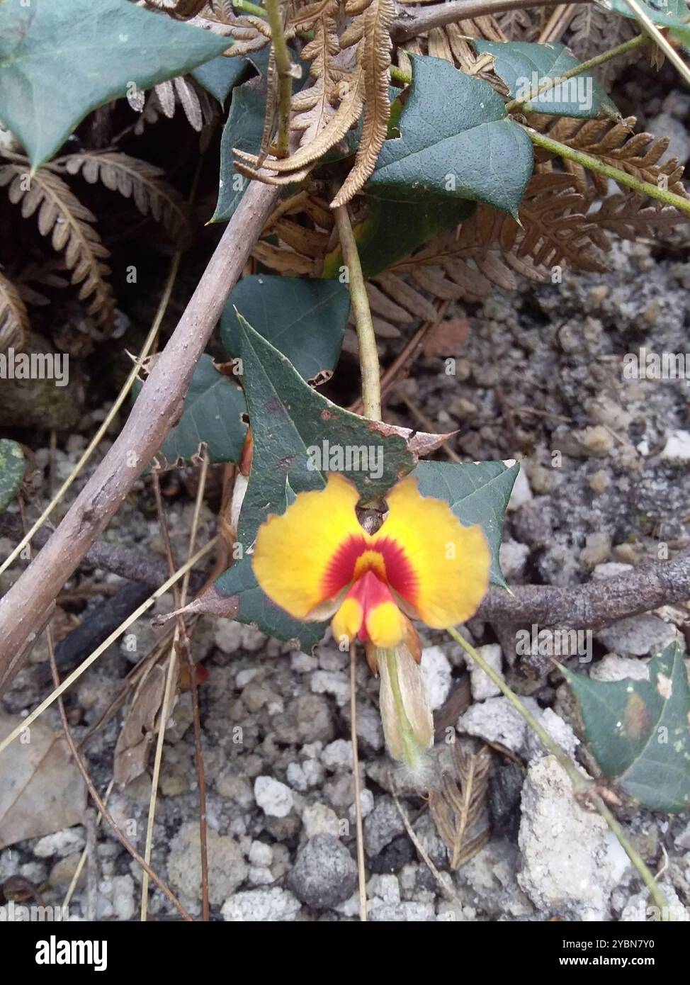 Common Flat-pea (Platylobium obtusangulum) Plantae Stock Photo - Alamy