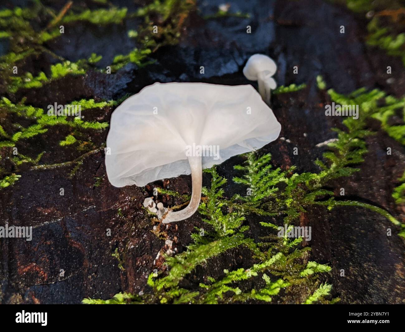 Fairy Parachutes (Marasmiellus candidus) Fungi Stock Photo - Alamy