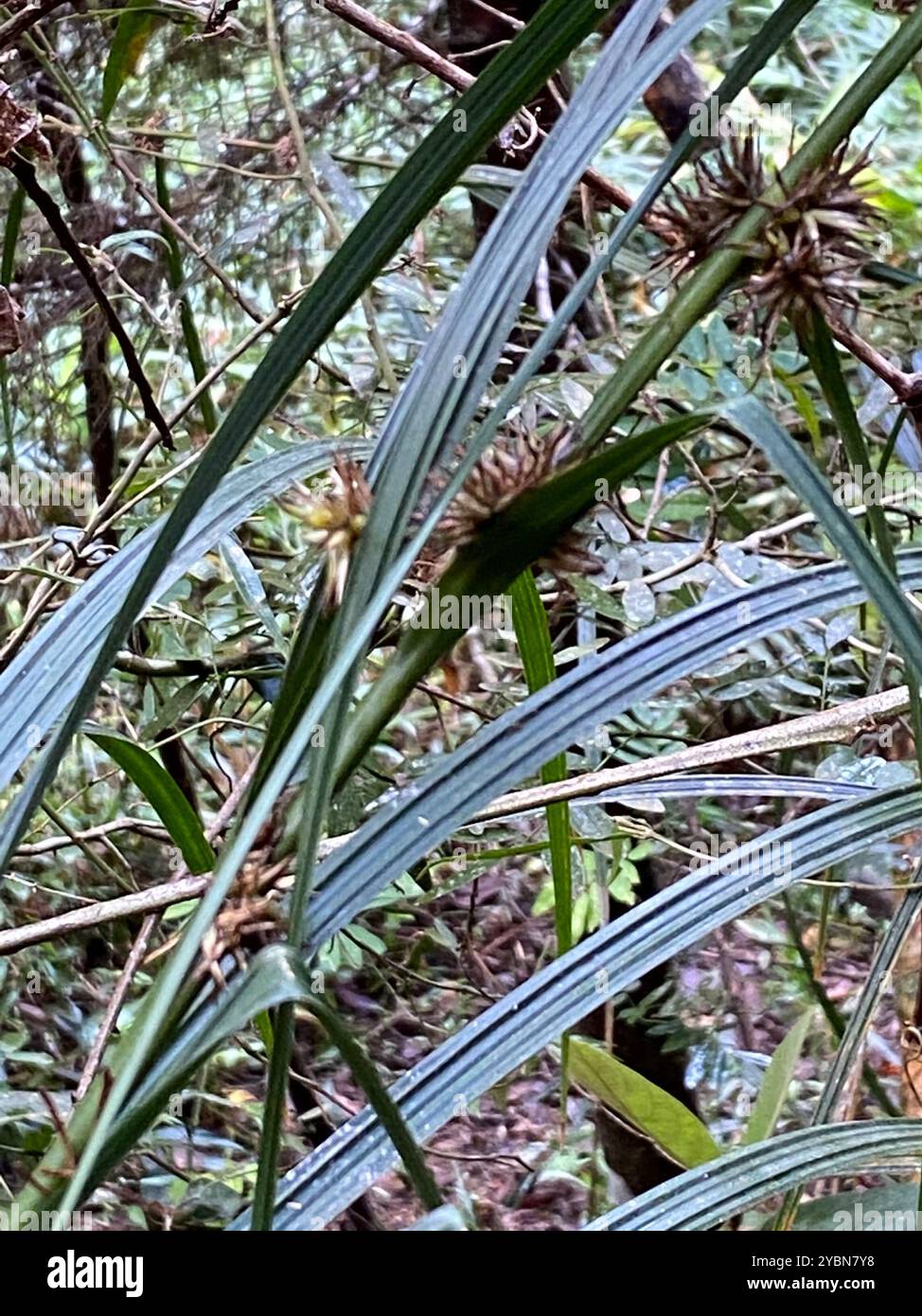 vascular plants (Tracheophyta) Plantae Stock Photo - Alamy