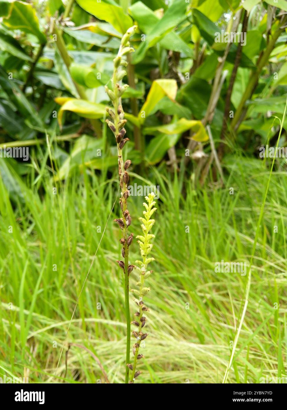 common onion-orchid (Microtis unifolia) Plantae Stock Photo - Alamy
