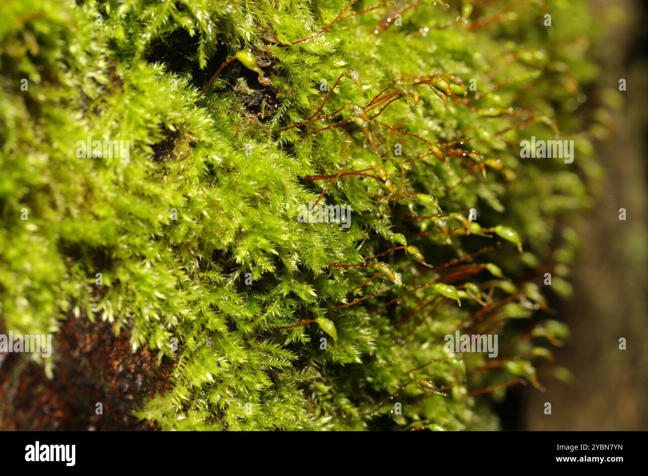 Capillary Thread-moss (Ptychostomum capillare) Plantae Stock Photo - Alamy