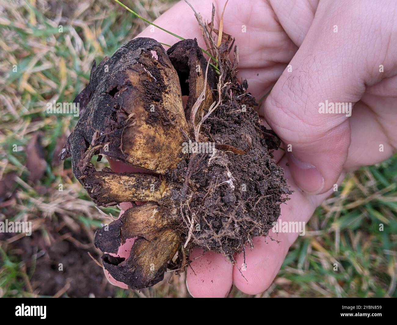 Purple-spored Puffball (Calvatia cyathiformis) Fungi Stock Photo - Alamy