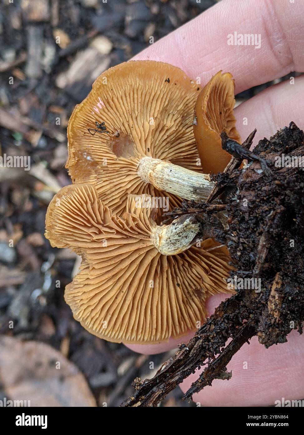 Moss Bells (Galerina) Fungi Stock Photo - Alamy