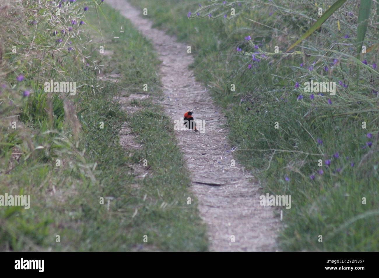 Southern Red Bishop (Euplectes orix) Aves Stock Photo - Alamy
