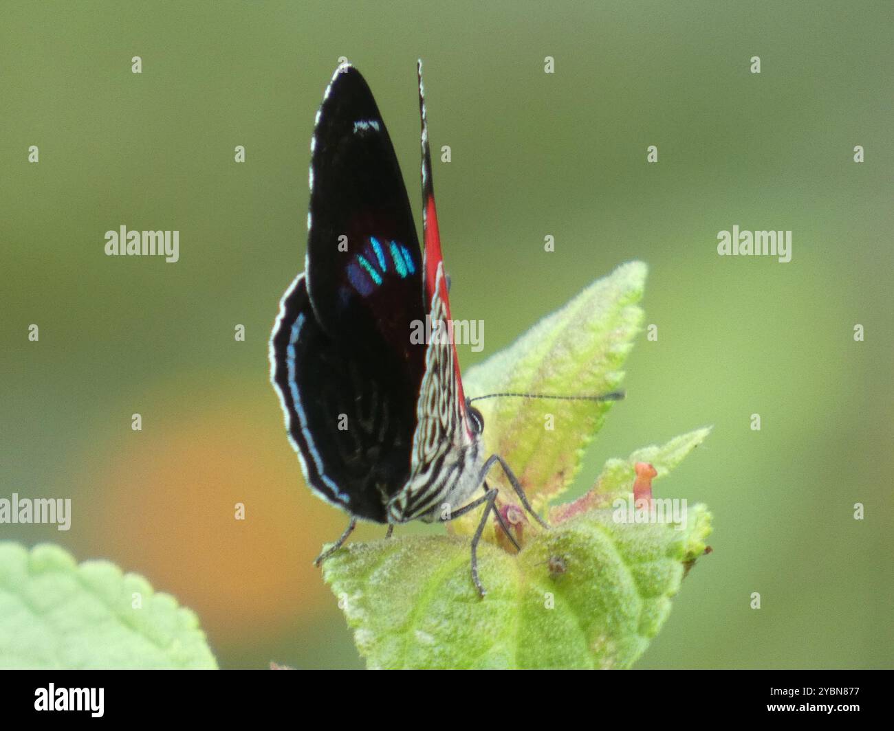 (Diaethria clymena janeira) Insecta Stock Photo - Alamy