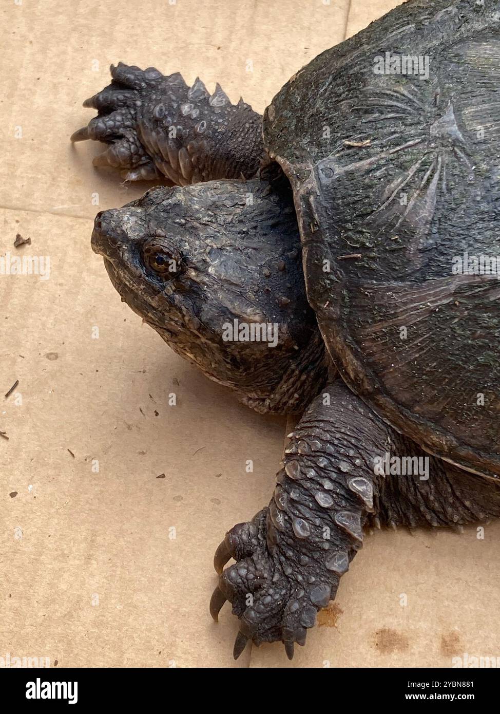 Common Snapping Turtle (Chelydra serpentina) Reptilia Stock Photo - Alamy