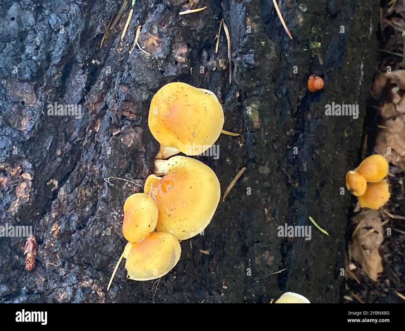 Velvet Foot (Flammulina velutipes) Fungi Stock Photo - Alamy