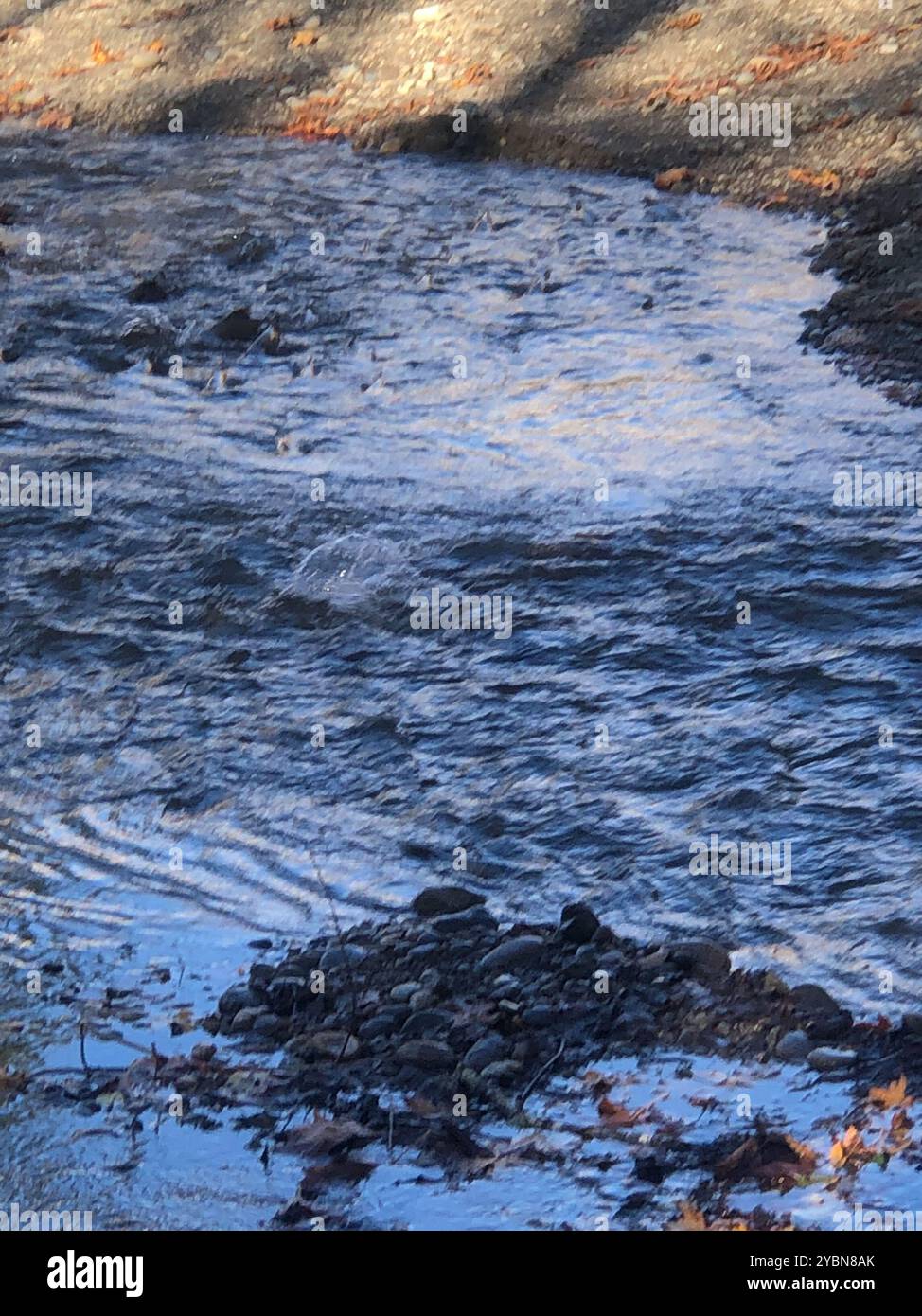 Pacific Salmons and Trouts (Oncorhynchus) Actinopterygii Stock Photo ...