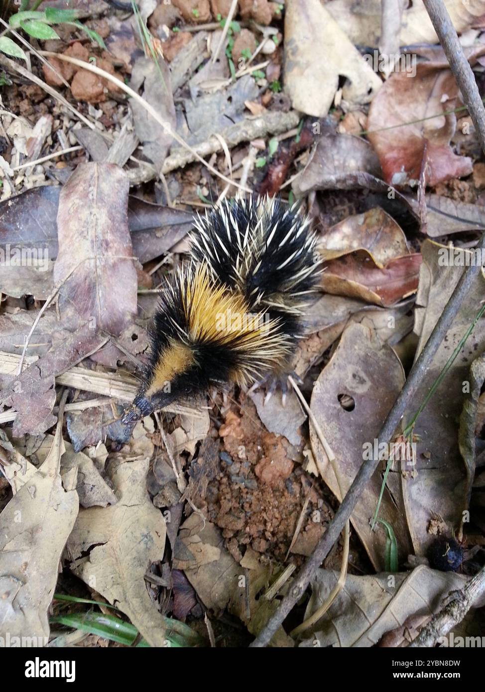 Lowland Streaked Tenrec (Hemicentetes semispinosus) Mammalia Stock ...