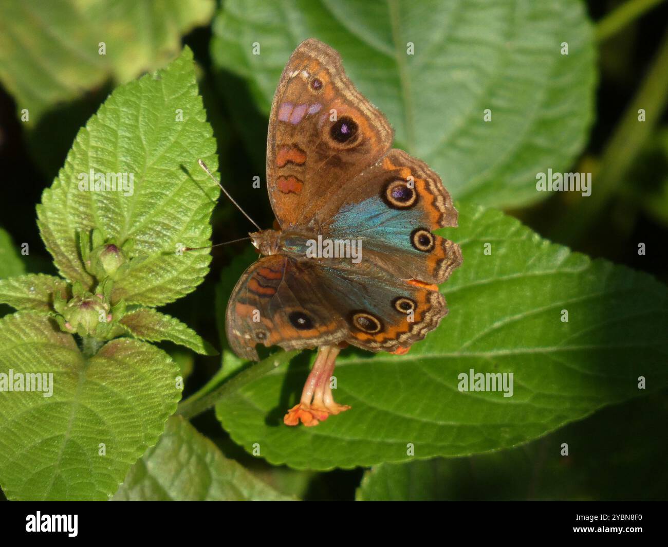 South American Tropical Buckeye (Junonia evarete) Insecta Stock Photo ...