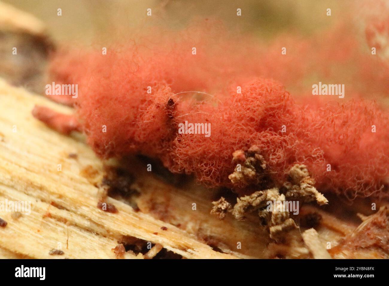 (Arcyria affinis) Protozoa Stock Photo - Alamy