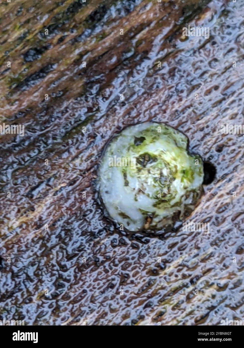 Ground and Ant-mimic Sac Spiders (Corinnidae) Arachnida Stock Photo - Alamy