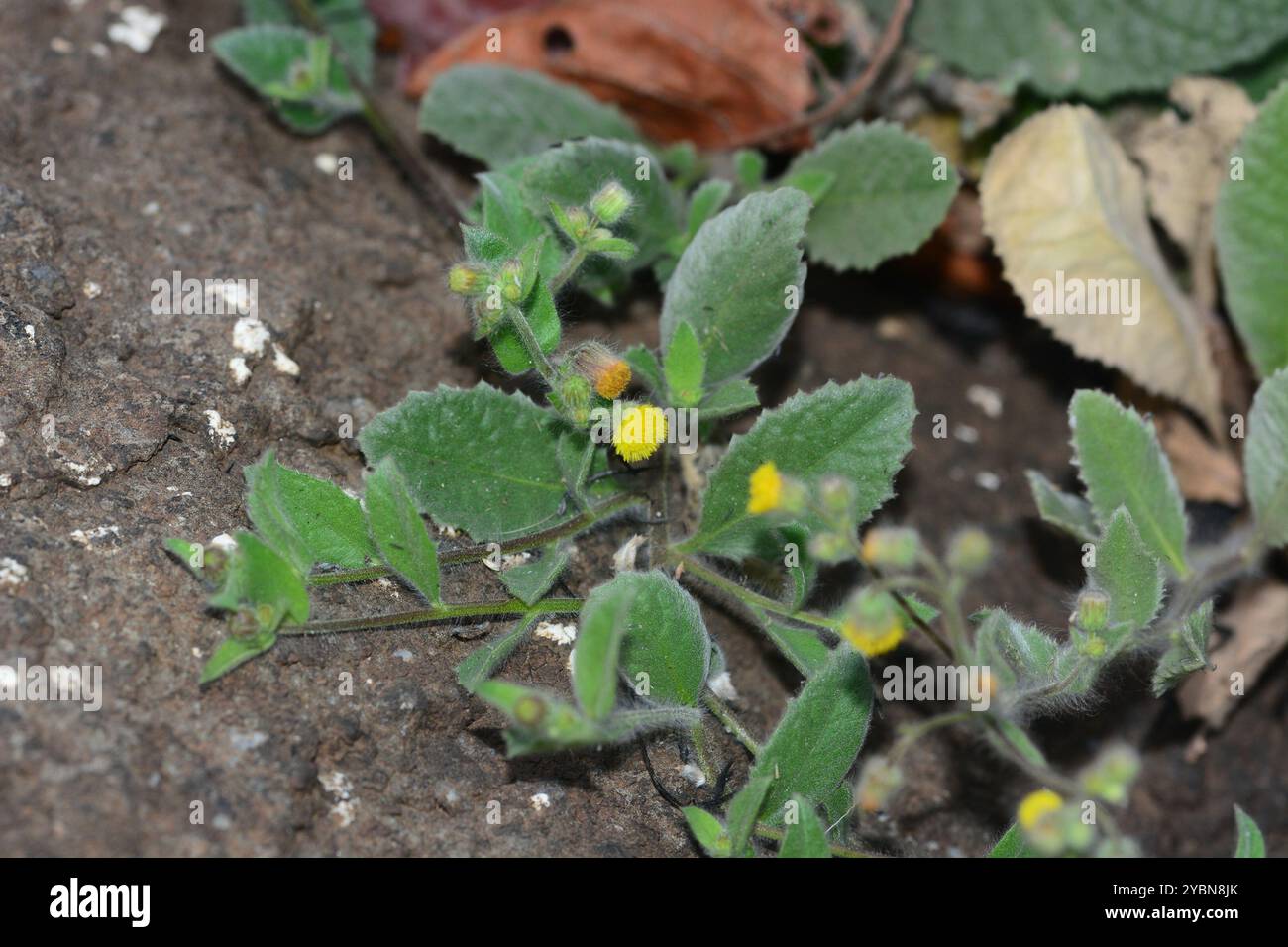 (Blumea oxyodonta) Plantae Stock Photo - Alamy