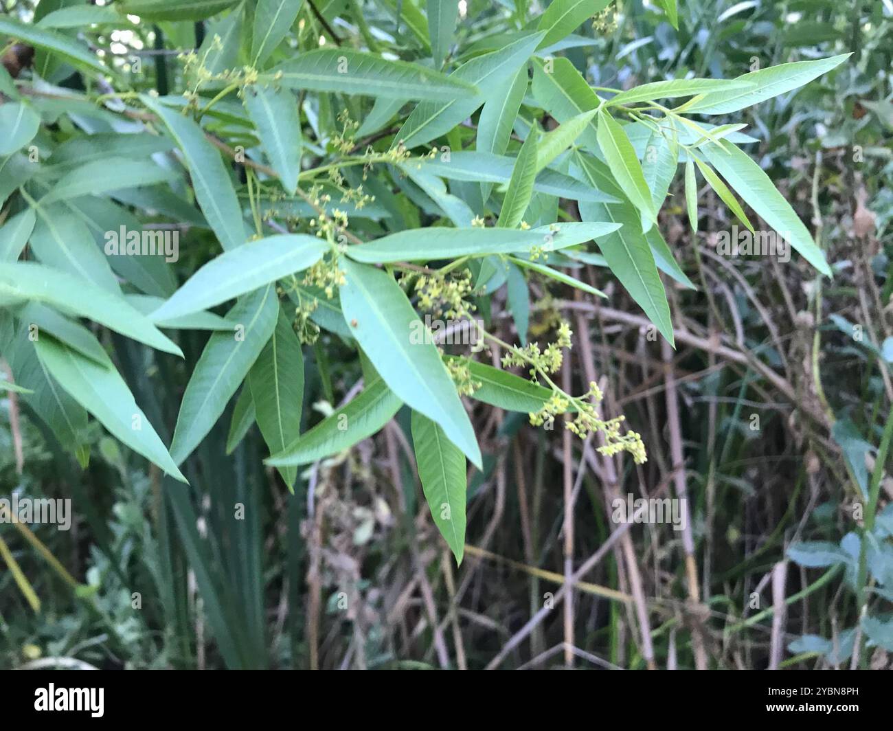 White Karee (Searsia pendulina) Plantae Stock Photo - Alamy