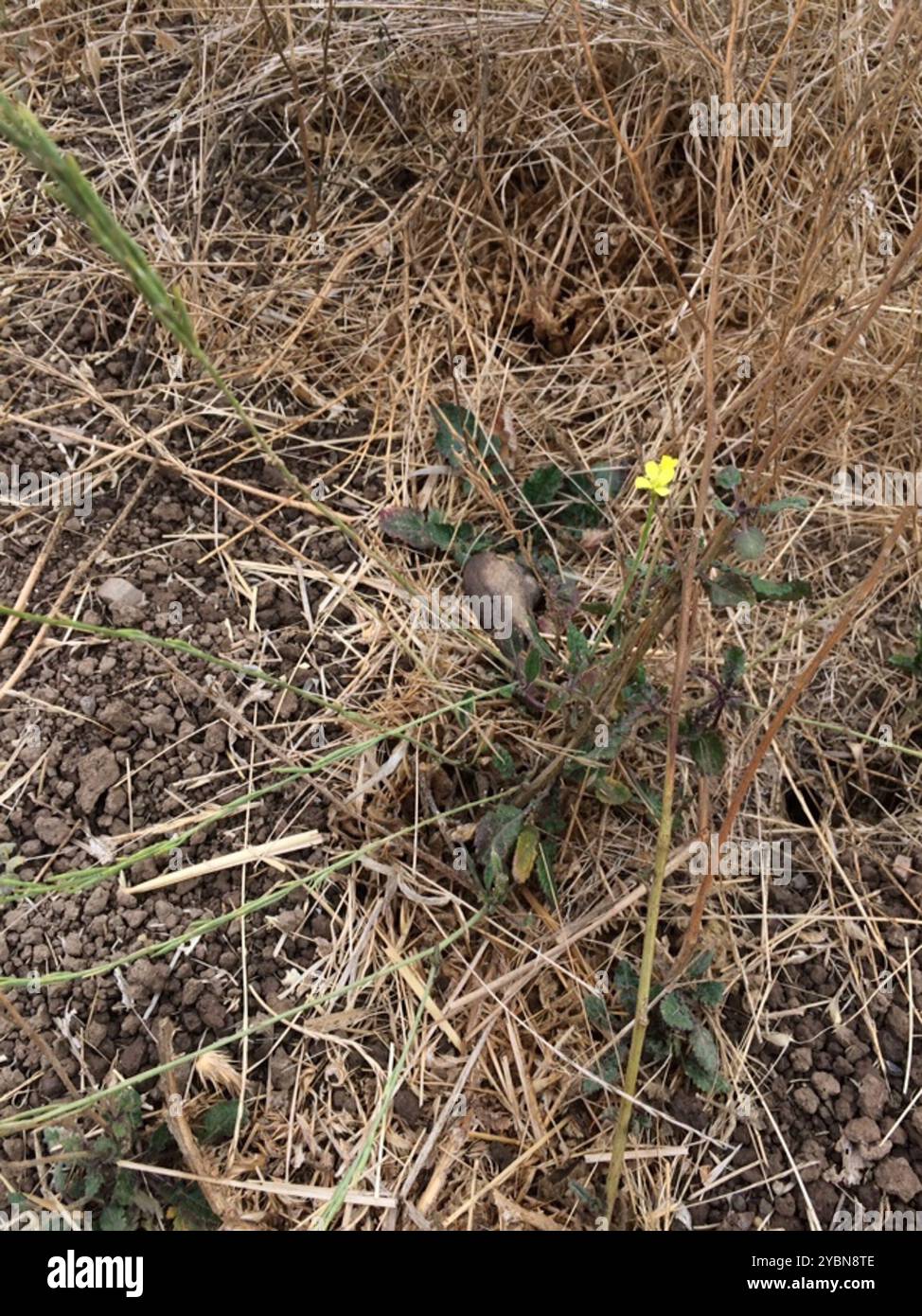 mustard family (Brassicaceae) Plantae Stock Photo - Alamy