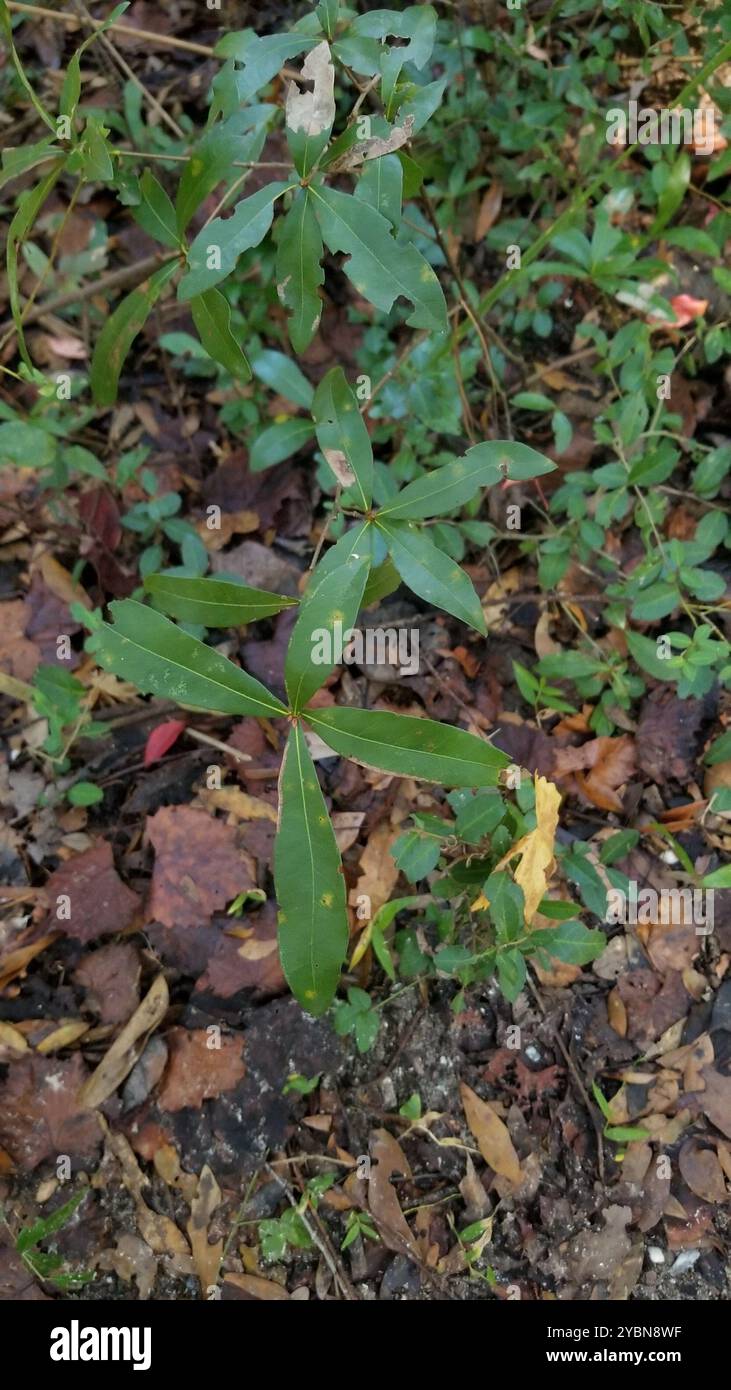 swamp laurel oak (Quercus laurifolia) Plantae Stock Photo - Alamy