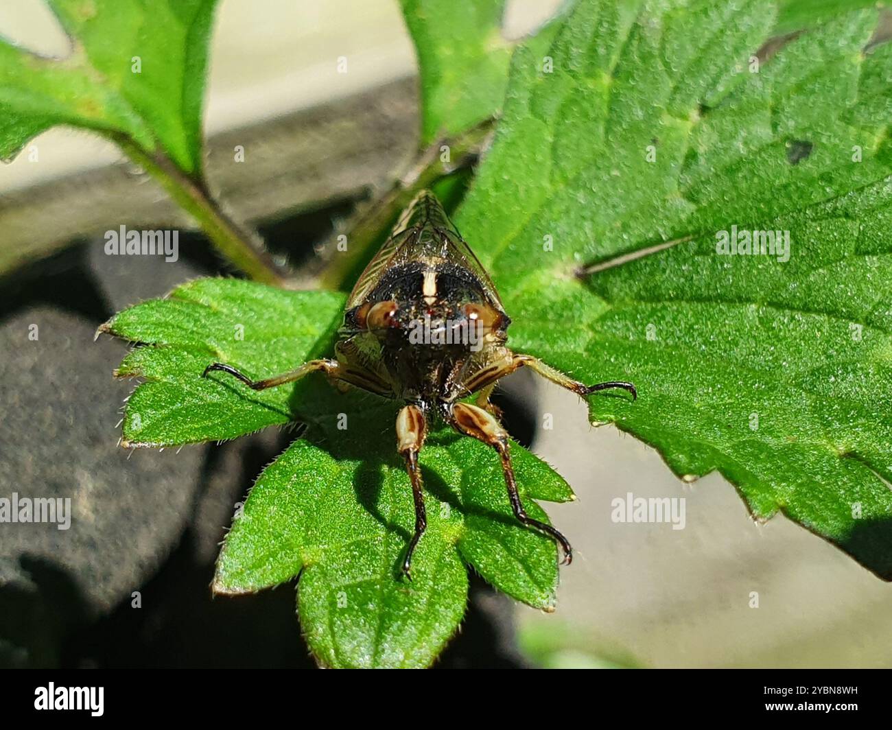 Variable Cicada (Kikihia muta) Insecta Stock Photo - Alamy