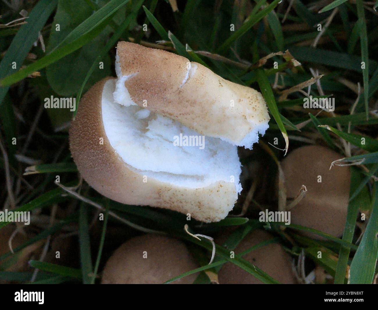 Pear-shaped Puffball (Apioperdon pyriforme) Fungi Stock Photo - Alamy