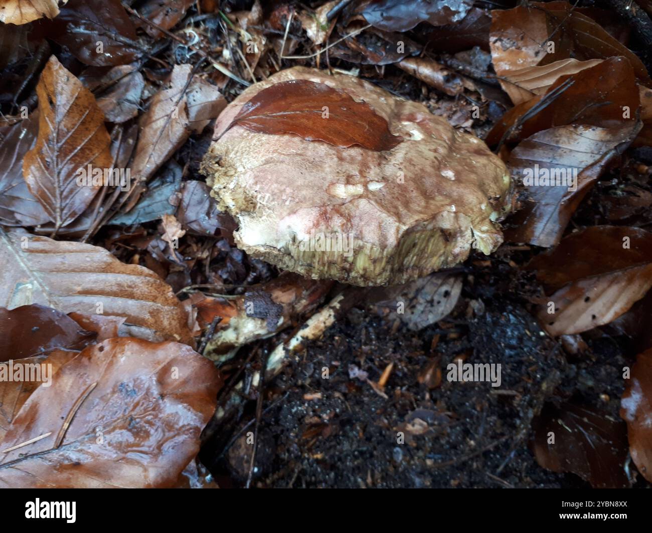 Red-cracking Bolete (Xerocomellus chrysenteron) Fungi Stock Photo - Alamy