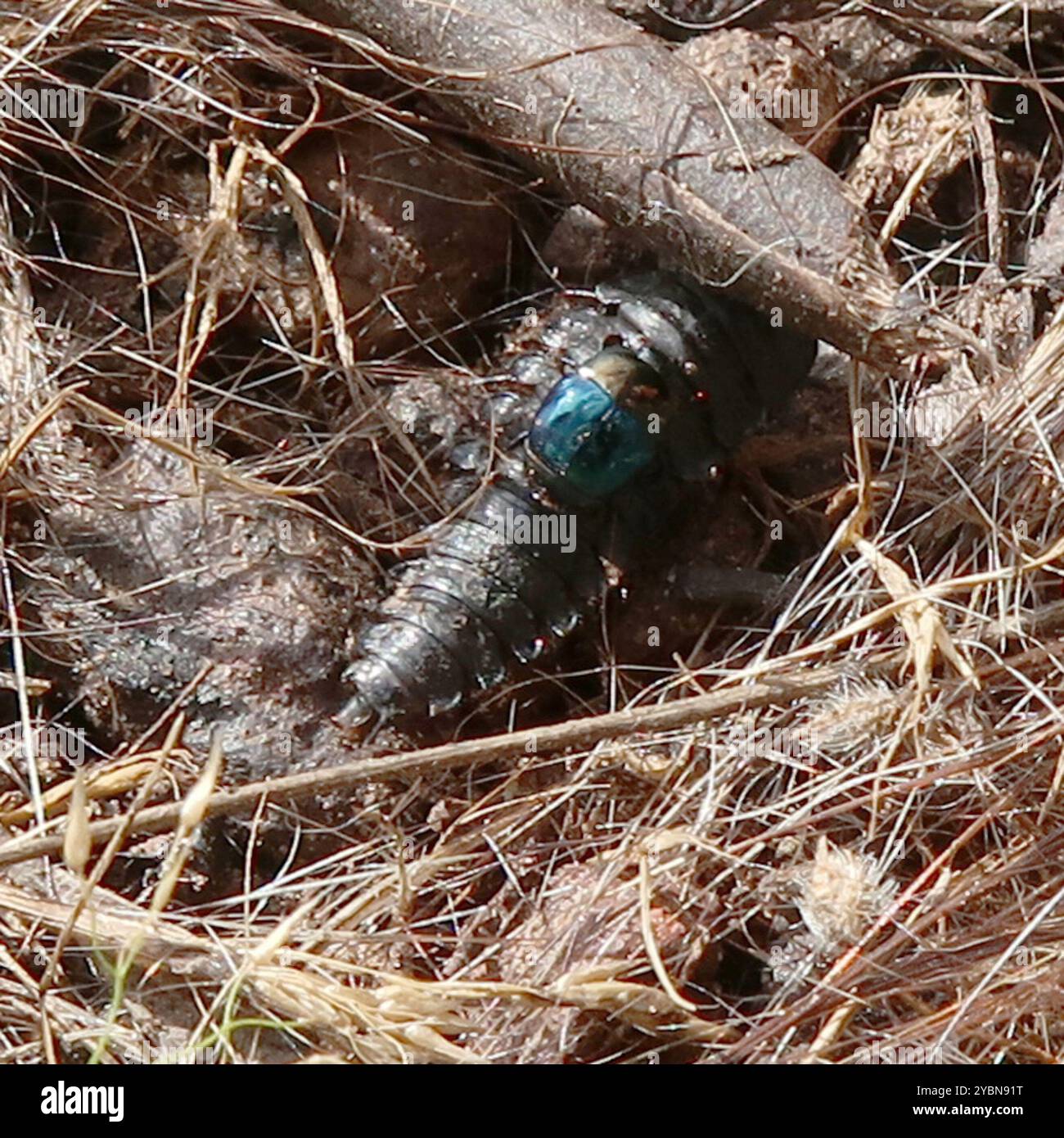 Carrion Beetle (Ptomaphila lacrymosa) Insecta Stock Photo - Alamy