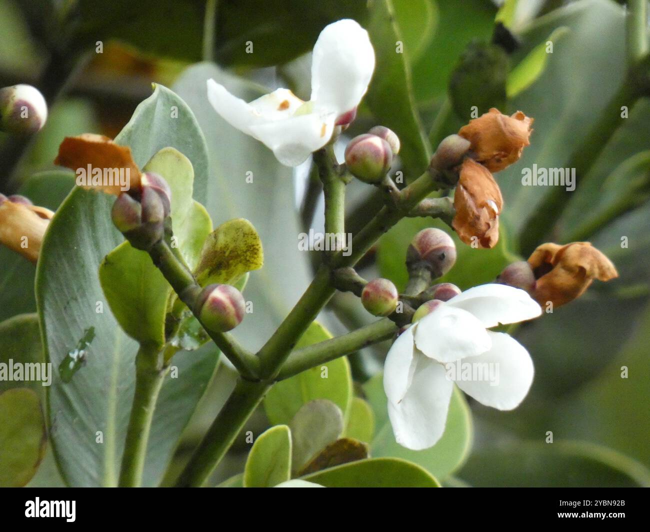 vascular plants (Tracheophyta) Plantae Stock Photo - Alamy