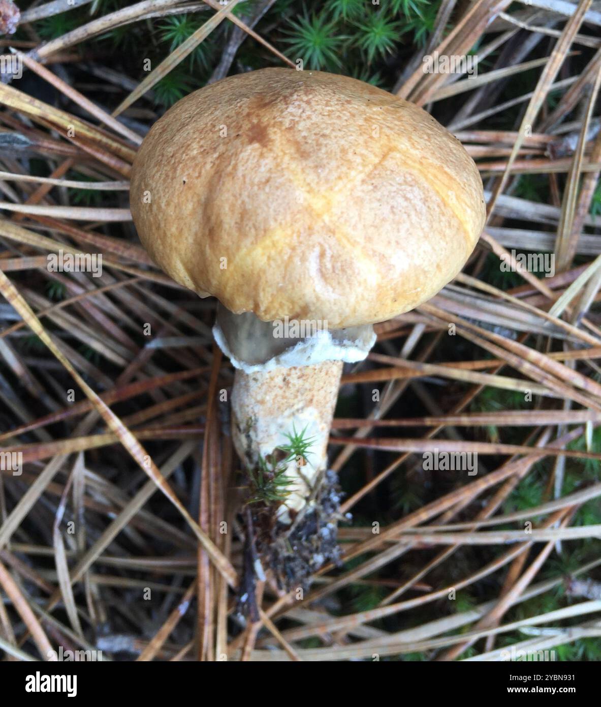 Slippery Jill (Suillus salmonicolor) Fungi Stock Photo - Alamy