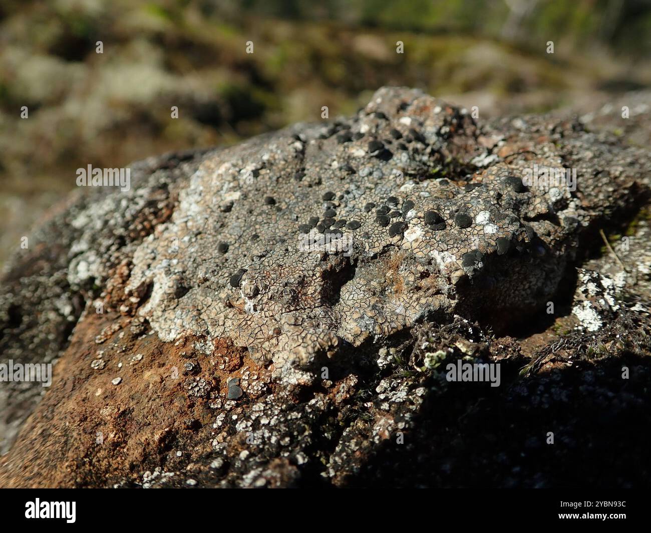 Lecidea fuscoatra hi-res stock photography and images - Alamy