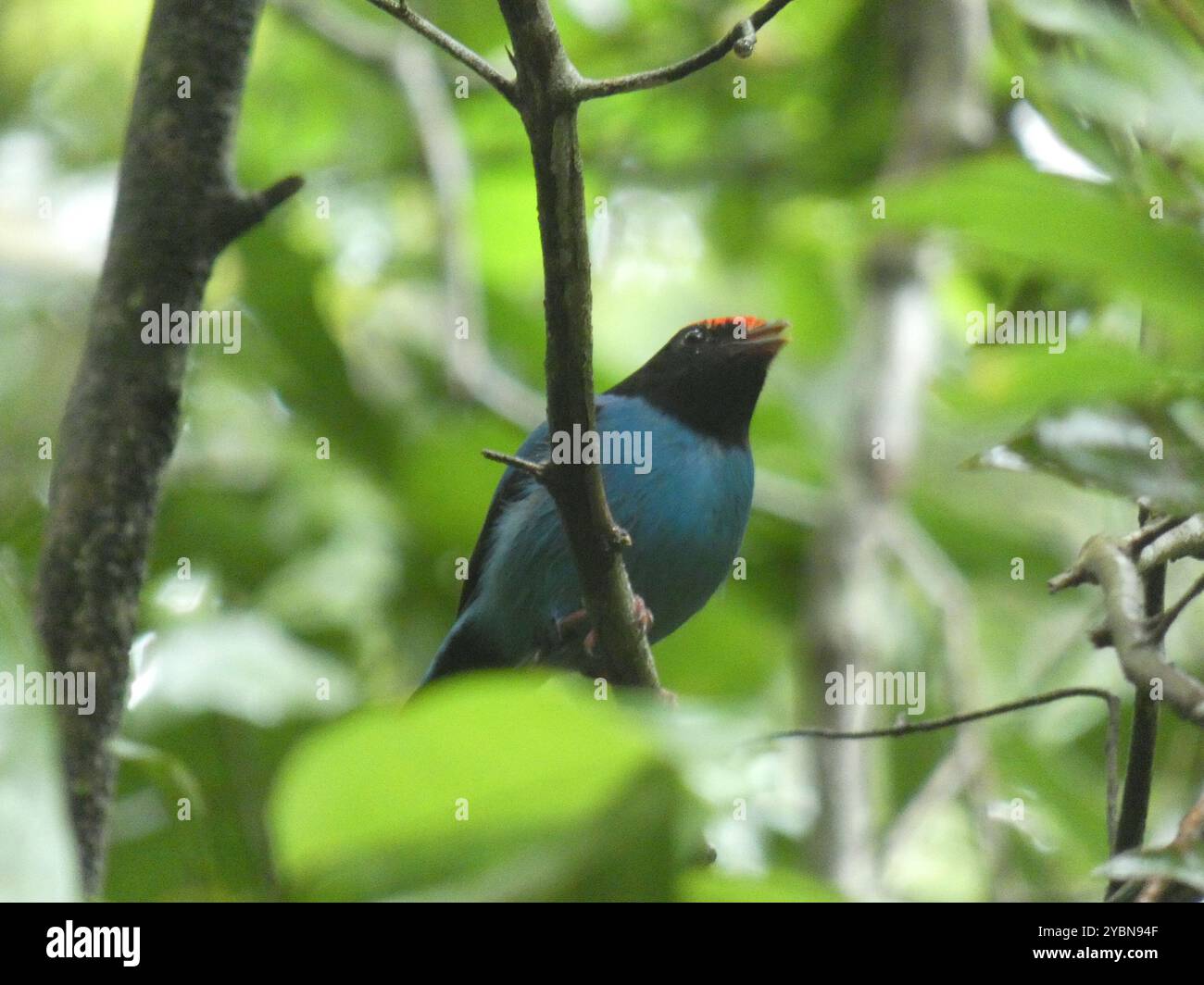 Swallow-tailed Manakin (Chiroxiphia caudata) Aves Stock Photo - Alamy